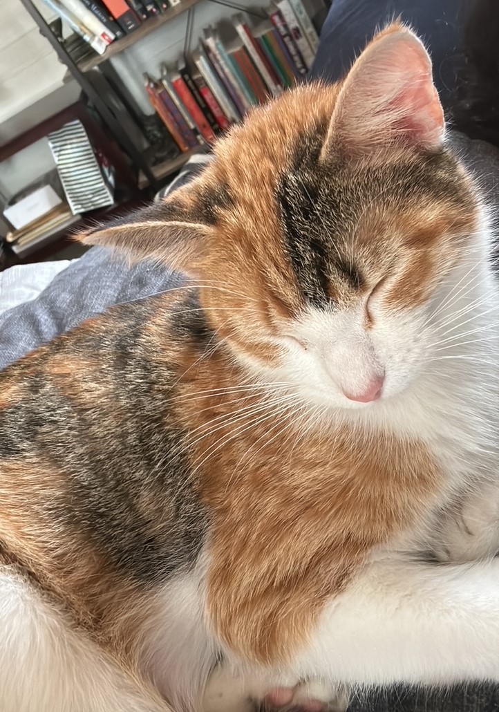 Specter of a Cat – Prayerful Kitchen